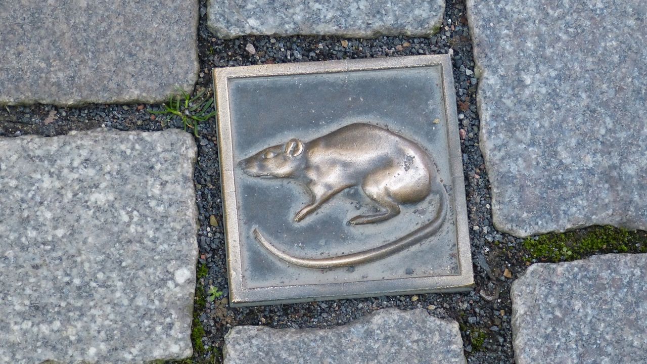 Hamelin: The Complete Guide - Nomads Travel Guide