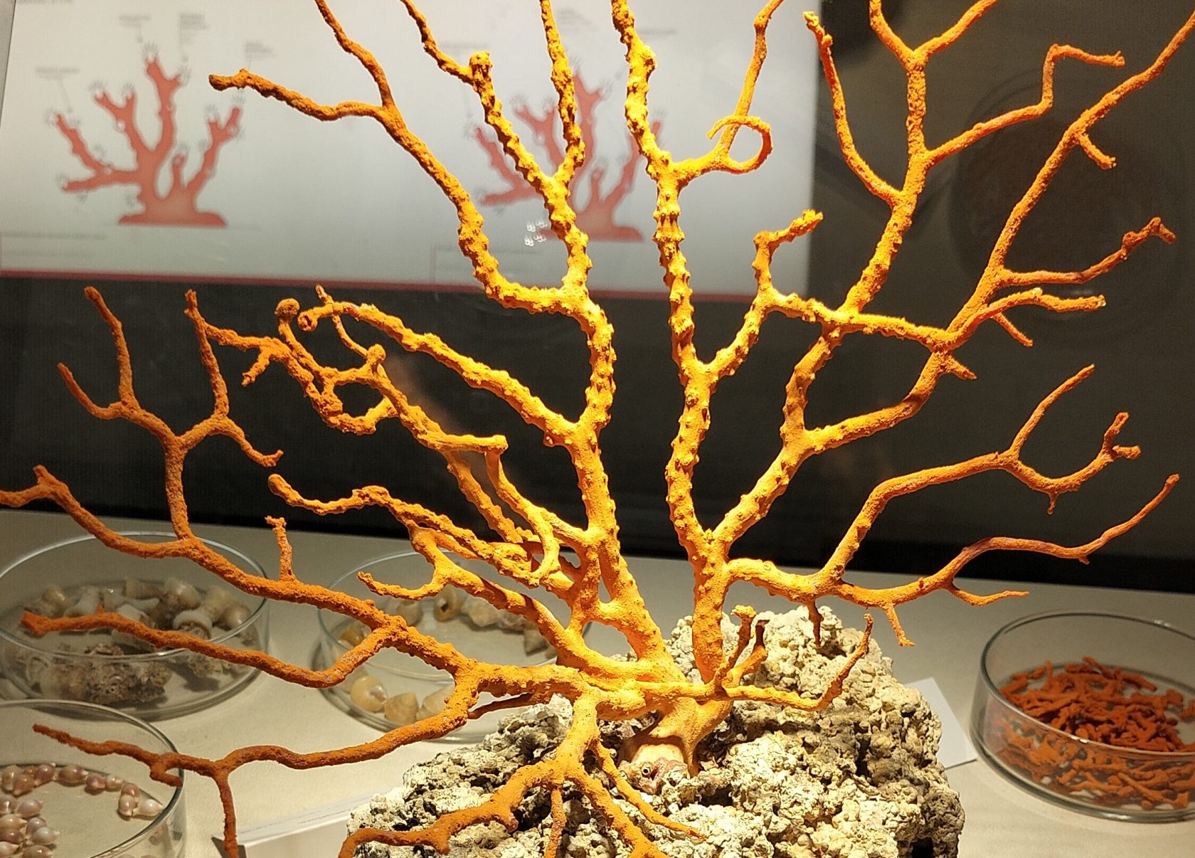 Coral Museum, Alghero (2026): Sardinia’s red coral story in a compact visit