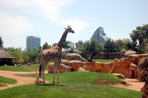Bioparc Valencia, Valencia (2026): Immersive African habitats and a top ...