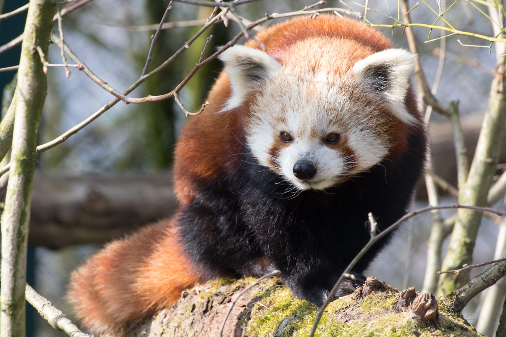 Linz Zoo, Linz (2026): A compact hillside zoo with city views