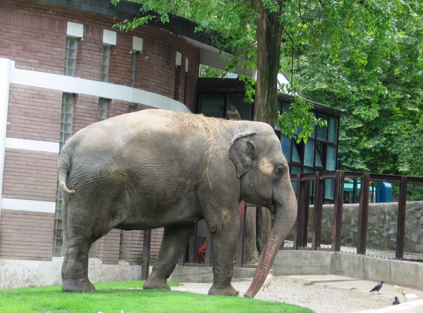 Belgrade Zoo, Belgrade (2026): Kalemegdan’s Garden of Good Hope